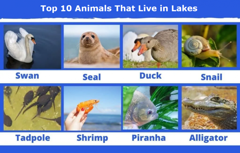 Top 10 Animals That Live in Lakes – Scoop Core