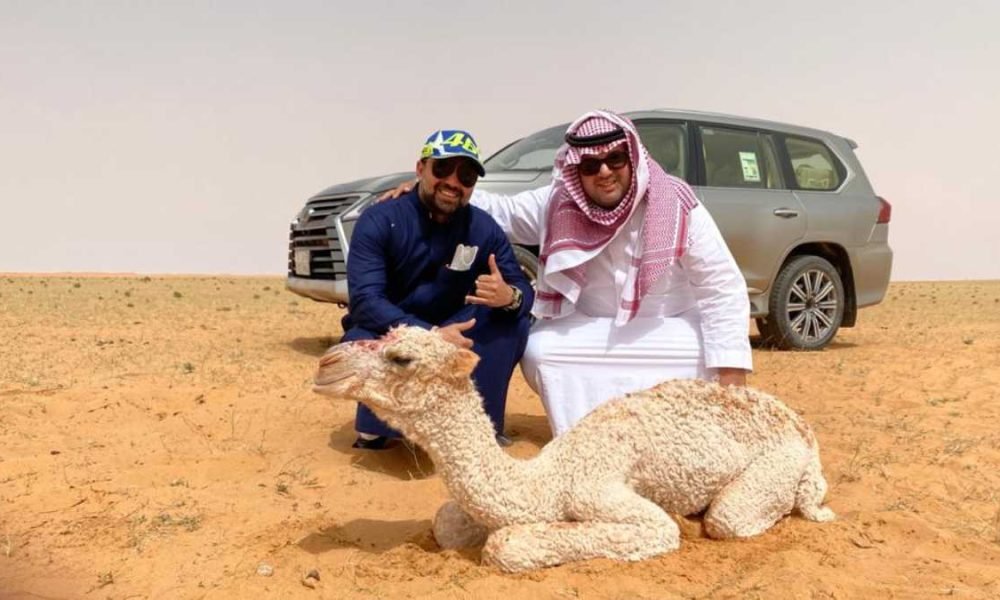 Camel Quest: Exploring the Rich Tapestry of Saudi Arabia Through ...