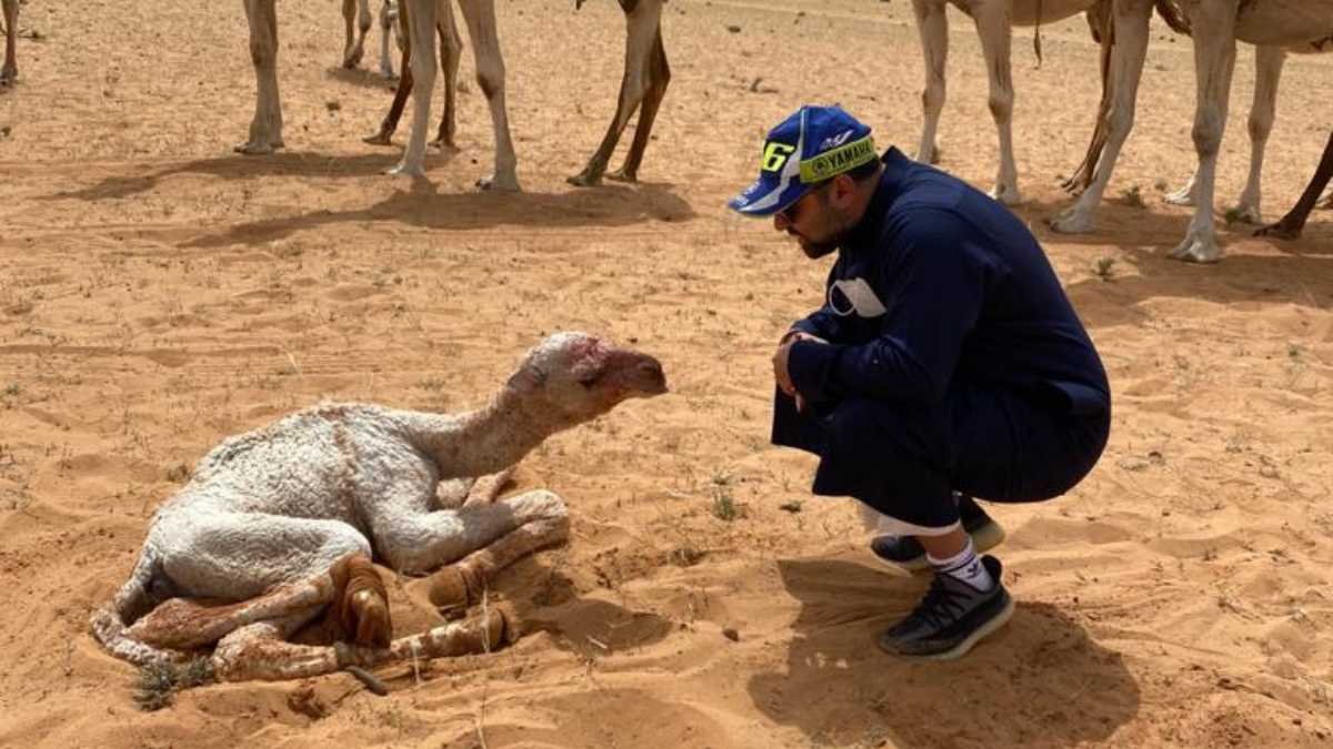 Camel Quest: Exploring the Rich Tapestry of Saudi Arabia Through ...
