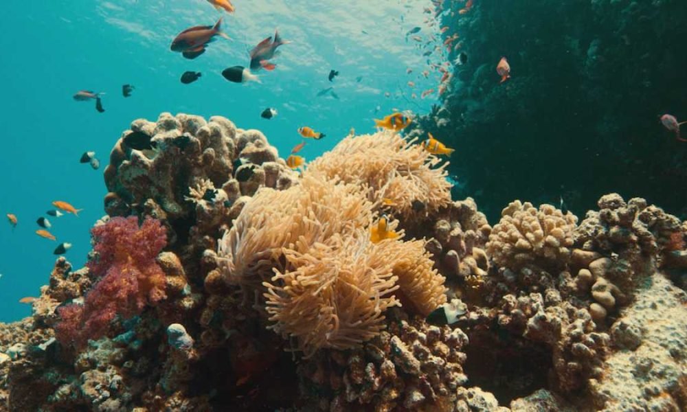 The Fight for Corals: A Collaborative Endeavor by Red Sea Global and ...